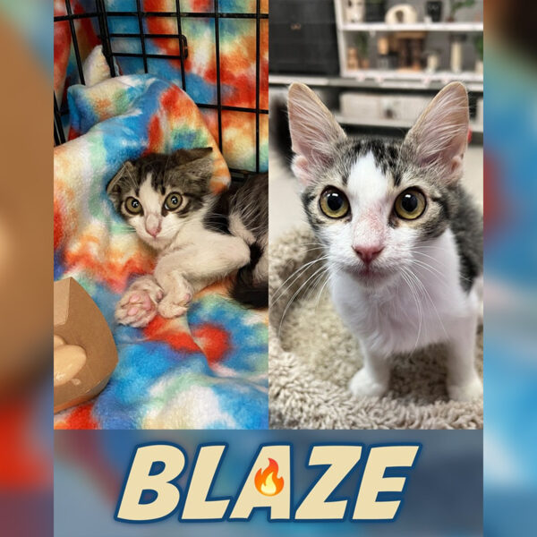 Cat Man Chris Sneaks Up to Catch Kitten with Blaze Mark on Face