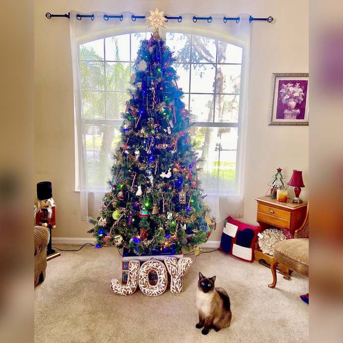 Clara the Kitty Became a 'Cured FIP Legend,' Beating the Disease