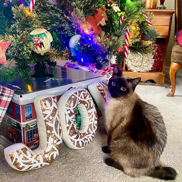 Clara the Kitty Became a 'Cured FIP Legend,' Beating the Disease