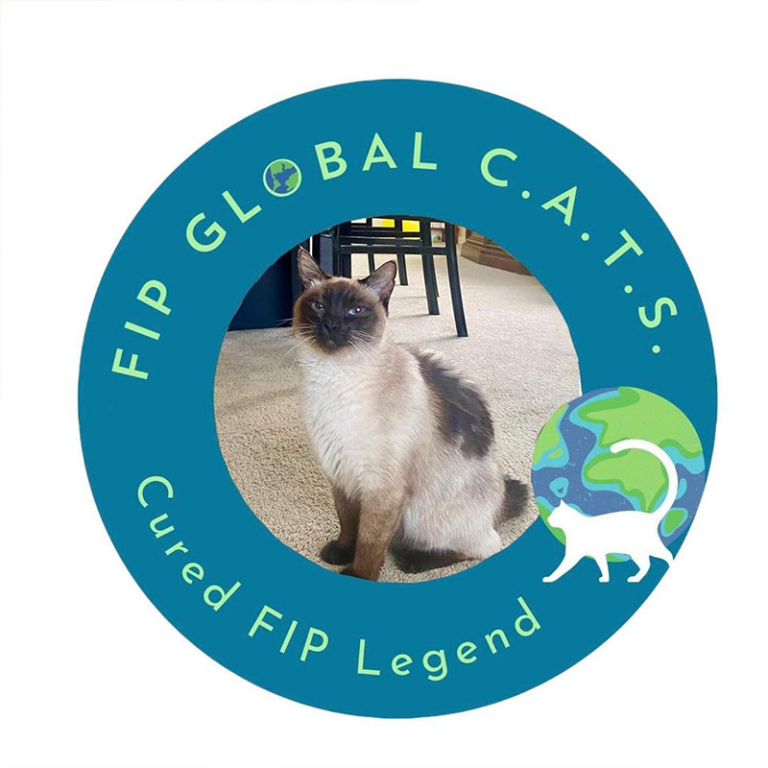 Clara the Kitty Became a 'Cured FIP Legend,' Beating the Disease