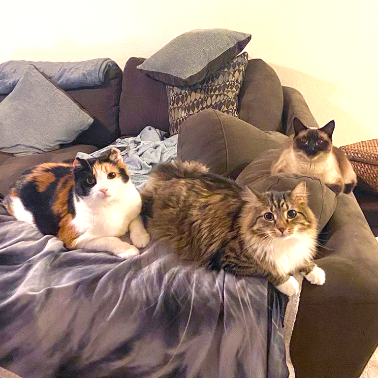 Clara the Kitty Became a 'Cured FIP Legend,' Beating the Disease