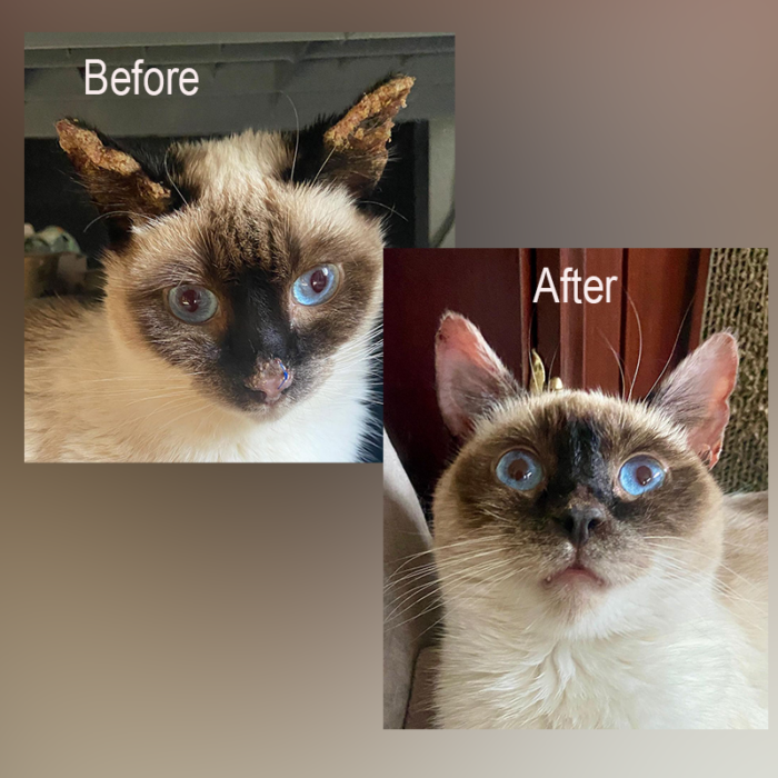 Clara the Kitty Became a 'Cured FIP Legend,' Beating the Disease