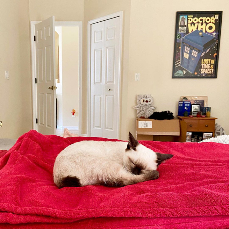 Clara the Kitty Became a 'Cured FIP Legend,' Beating the Disease
