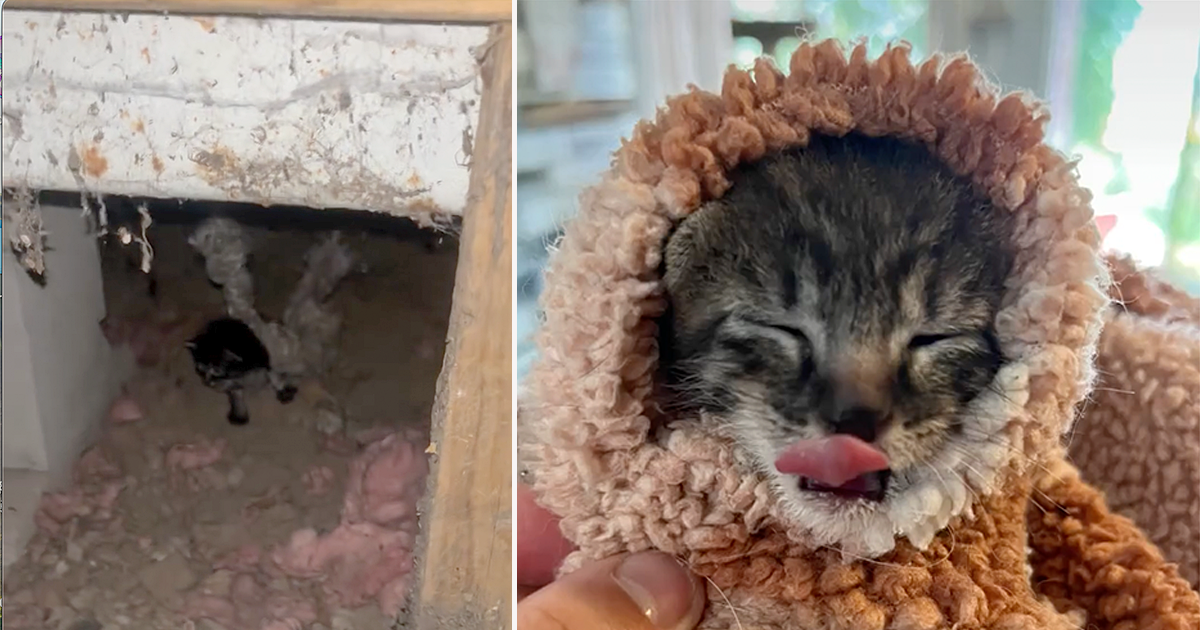 Kitten Caught in a Real Pickle Until Ameowzing Rescuers Find Him