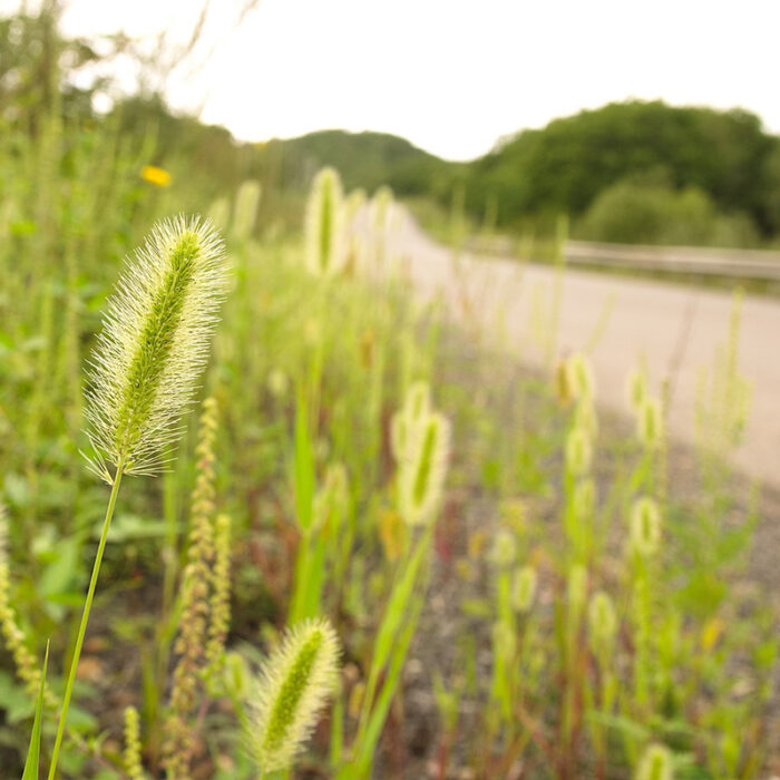 Mama Cat Recovers After Vet Discovers Foxtail in Her Bladder
