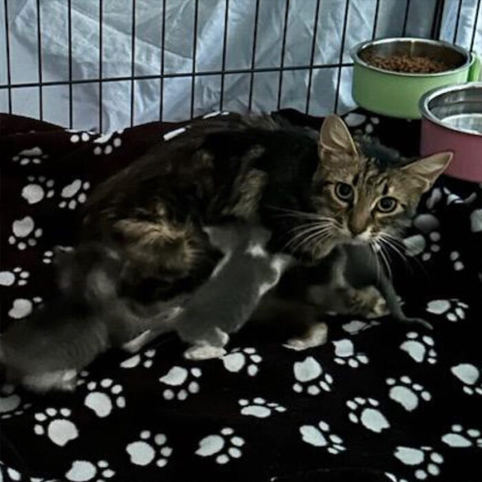 Mama Cat Recovers After Vet Discovers Foxtail in Her Bladder