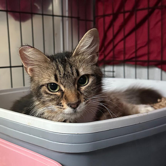 Mama Cat Recovers After Vet Discovers Foxtail in Her Bladder