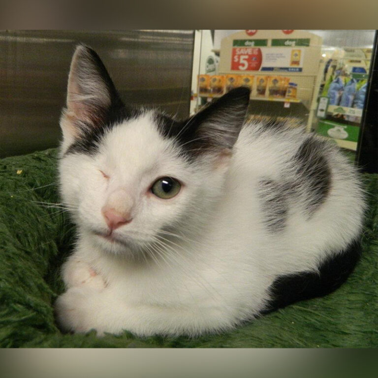 Mama Cat Recovers After Vet Discovers Foxtail in Her Bladder