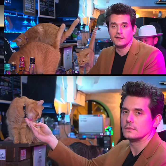 New Year Starts 'Surrounded by Cats' and John Mayer in Tokyo Bar