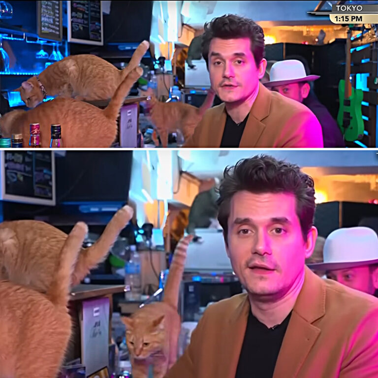 New Year Starts 'Surrounded by Cats' and John Mayer in Tokyo Bar