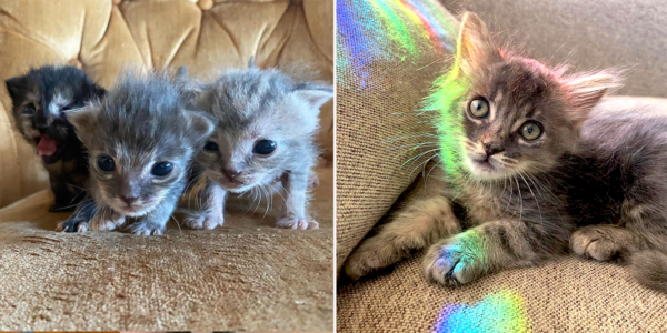 Kittens Grow Up in the Rainbows after a Stormy Start in a Shelter