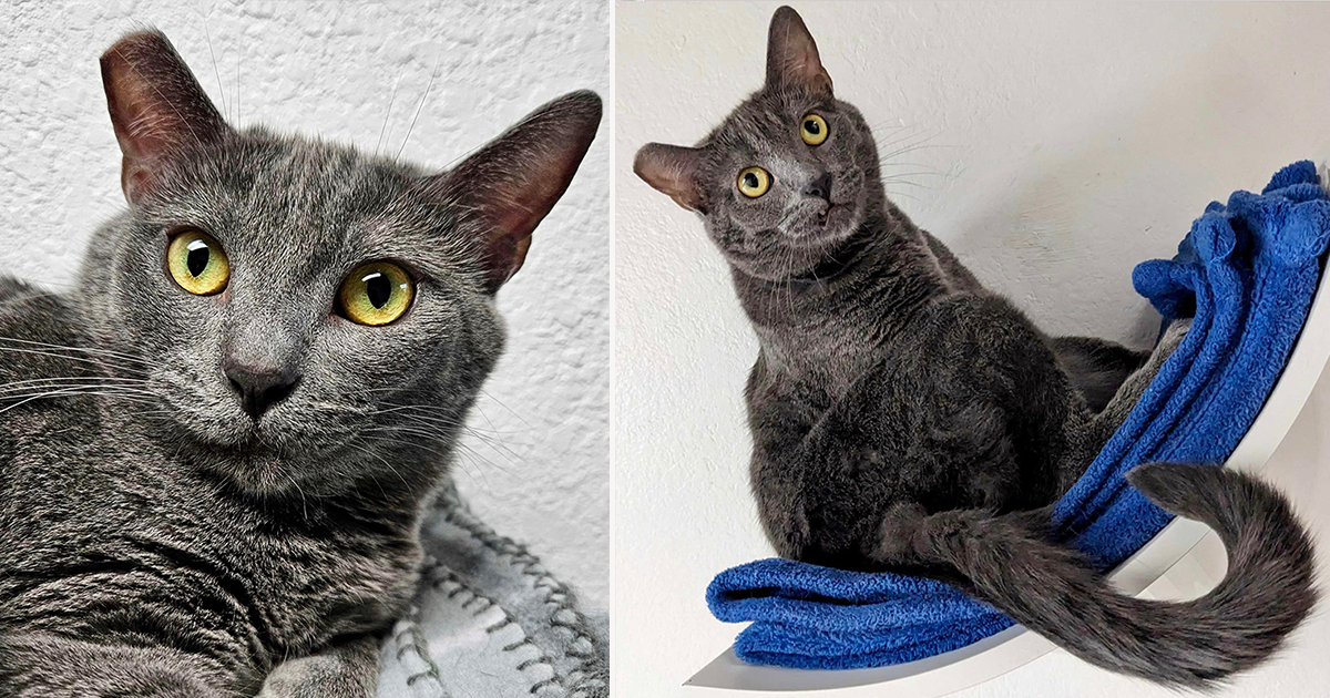Adult Cat Wanda Was a 'Treasure Trove of Love' Waiting to Be Discovered ...