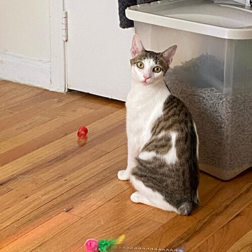 A Fairy-Tale Ending for a Struggling Mama Cat Who Lost Her Tail