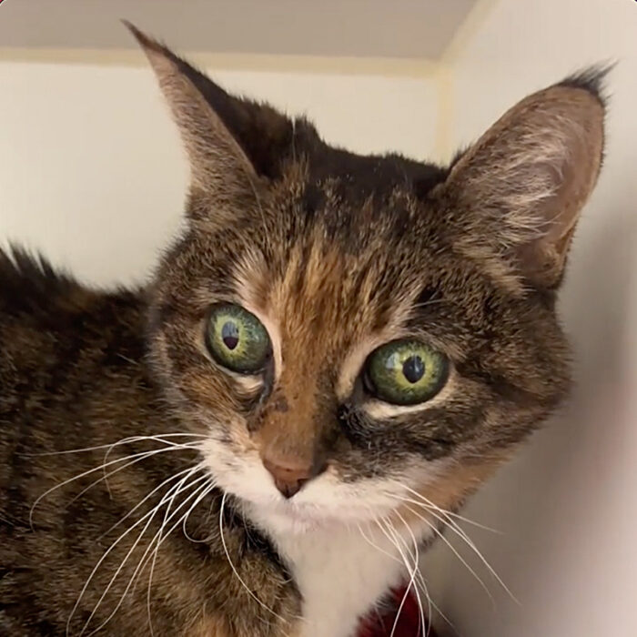 Everyone Falls in Love with 'Precious' and Her Wide Green Eyes