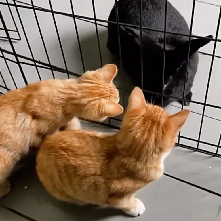 Kitten Raised with a Bunny Runs to Boop Him on the Nose Daily
