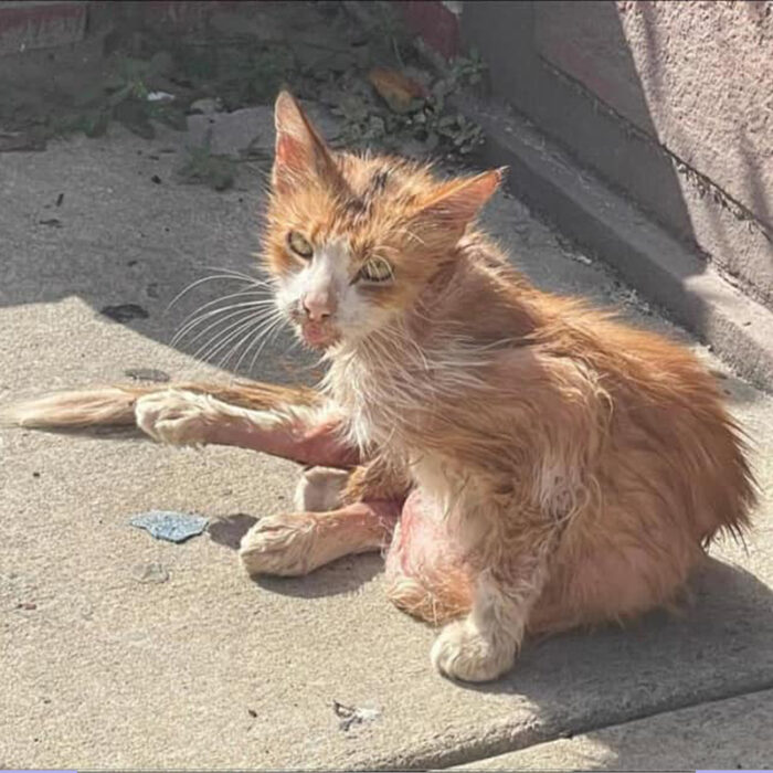 Stunning Transformation for Cat Found in 'Puddle on the Pavement'
