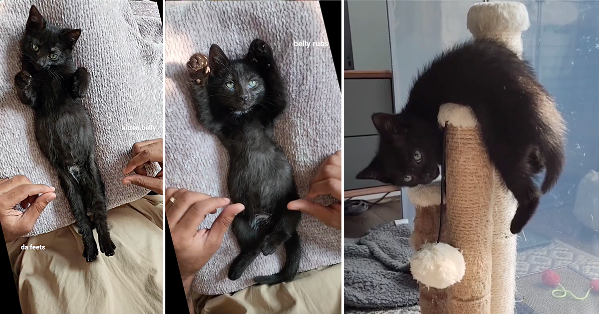 The 'Sister, Sister' Kittens Take on Life in Their Own Zen Way