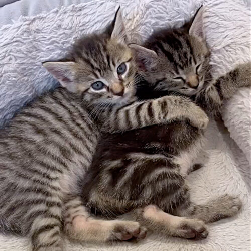 Tumble of Tabby Twins is Like a Dream for Foster Mom