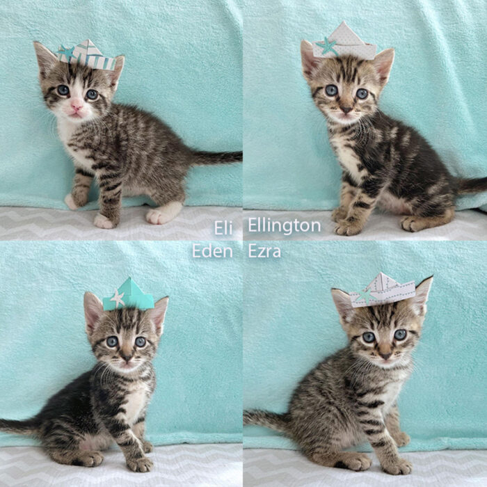 Tumble of Tabby Twins is Like a Dream for Foster Mom
