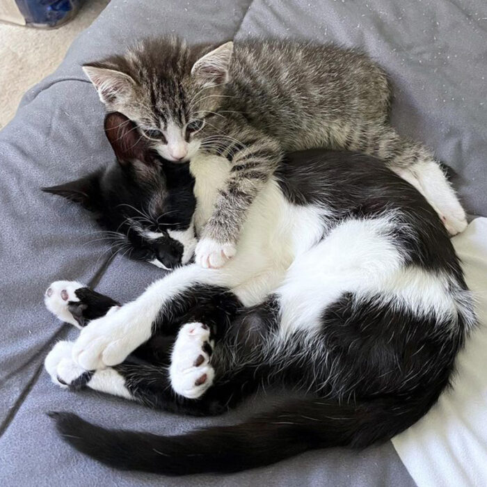 Tumble of Tabby Twins is Like a Dream for Foster Mom