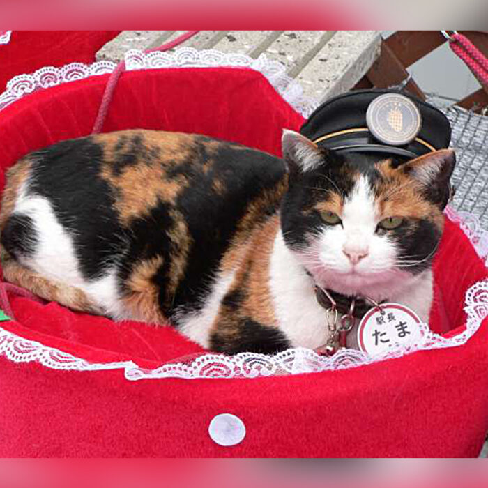 Stray Calico Cat Single Paw-dedly Brought Prosperity to a Railway