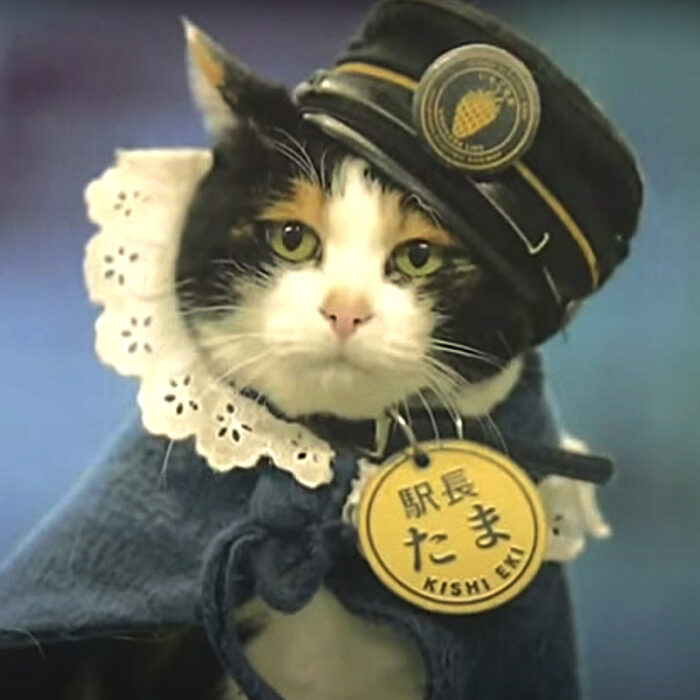 Stray Calico Cat Single Paw-dedly Brought Prosperity to a Railway