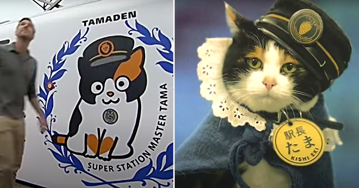 Stray Calico Cat Single Paw-dedly Brought Prosperity to a Railway