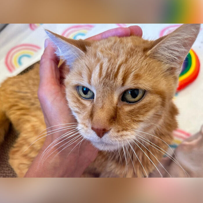 20-Year-Old Chatty Kitty Finds Angels in Disguise, not Euthanasia
