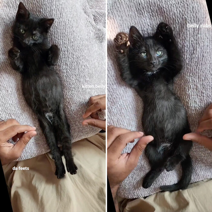 The 'Sister, Sister' Kittens Take on Life in Their Own Zen Way