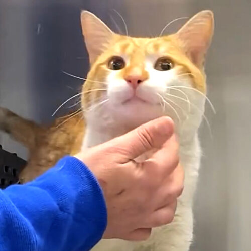 Colony Cat Rescuers Get a Priceless Reward When Cat Appears