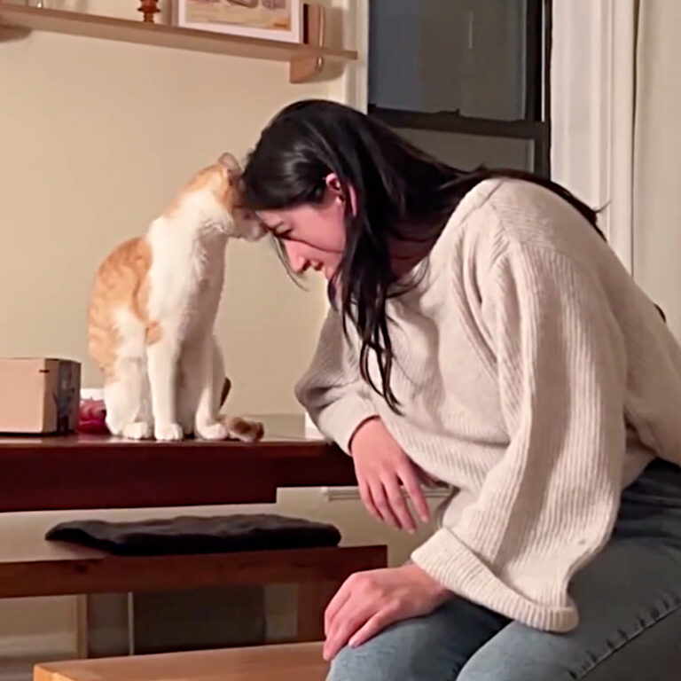 Colony Cat Rescuers Get a Priceless Reward When Cat Appears