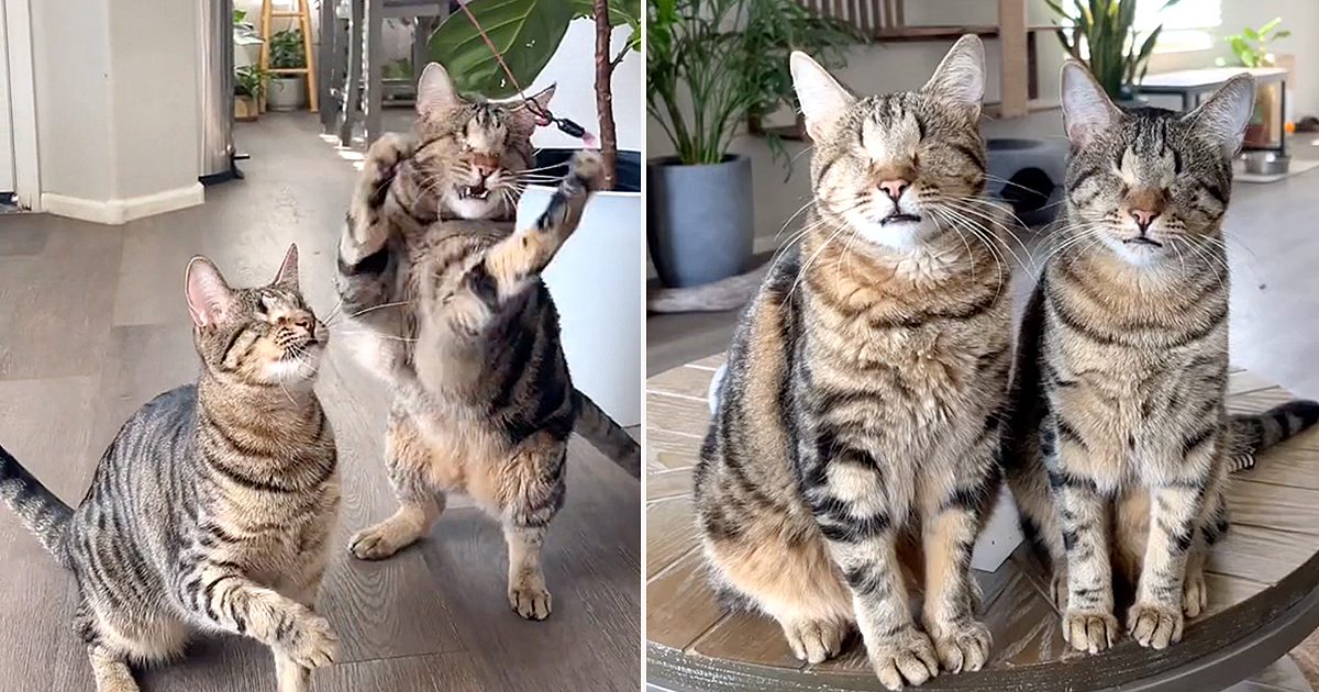 Blind Cat Brothers Have No Eyes But Do Ameowzing Things!