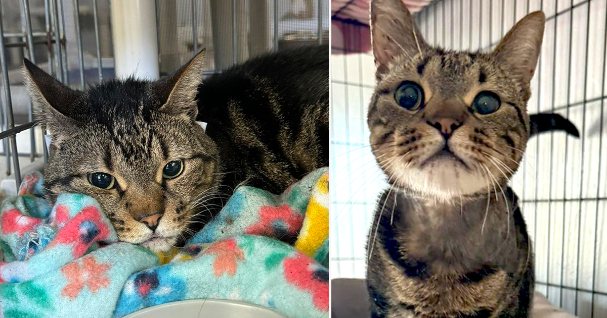 'Chubbs' the Tabby Shows Why Nobody Should Abandon a Pet