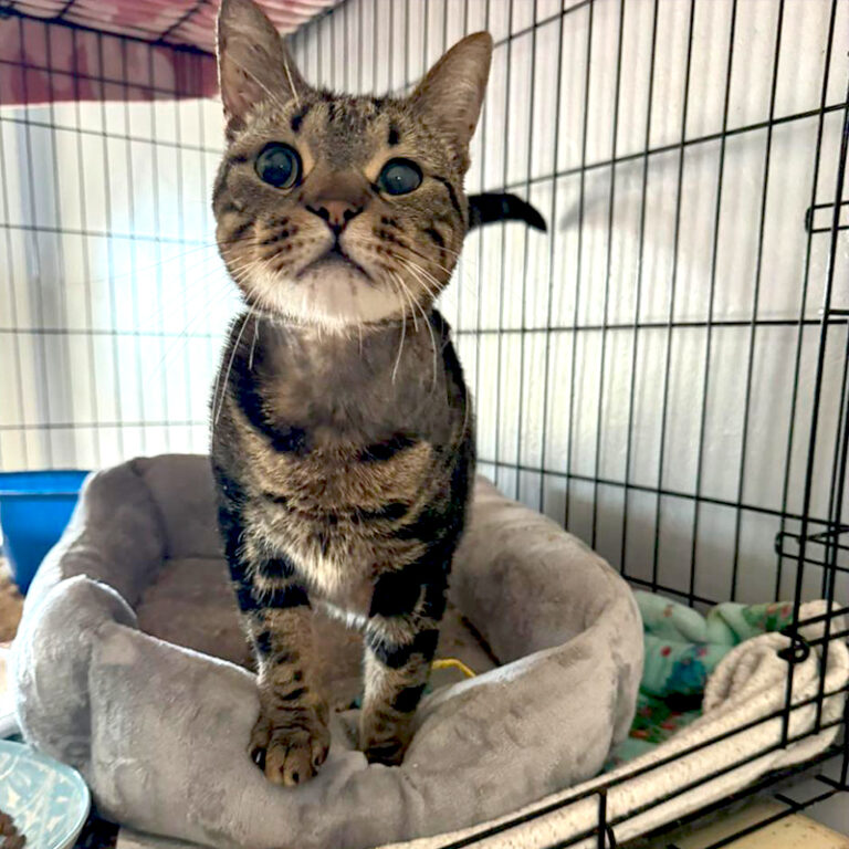 'Chubbs' the Tabby Shows Why Nobody Should Abandon a Pet