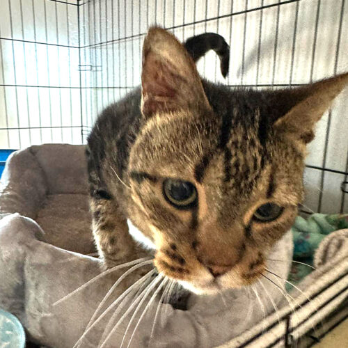 'Chubbs' the Tabby Shows Why Nobody Should Abandon a Pet