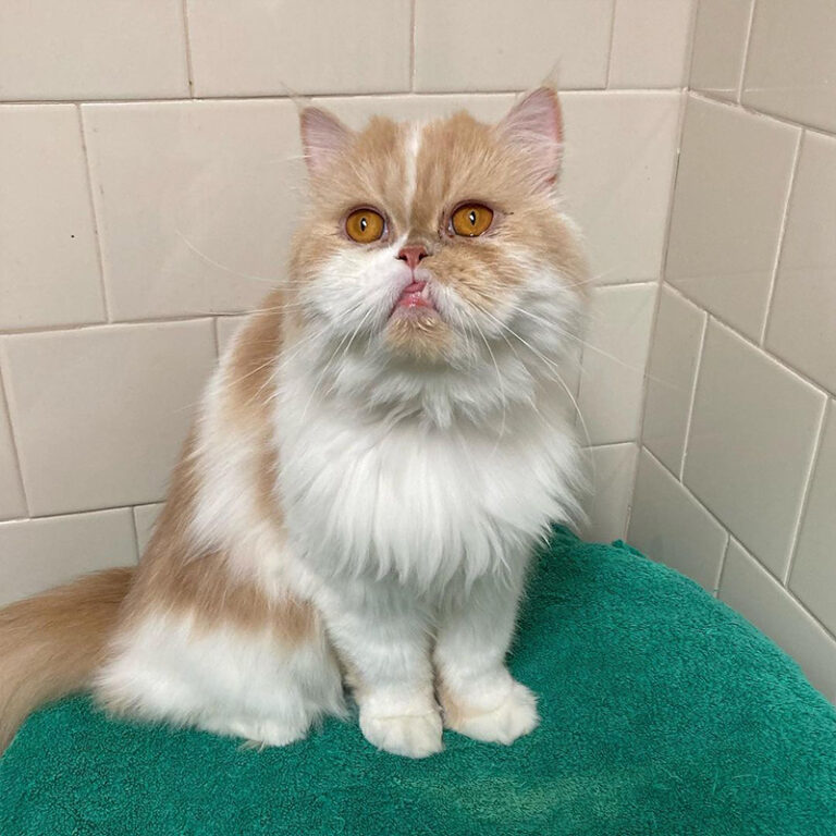 You Won't Believe Why 2 Families Abandoned This Ameowzing Cat