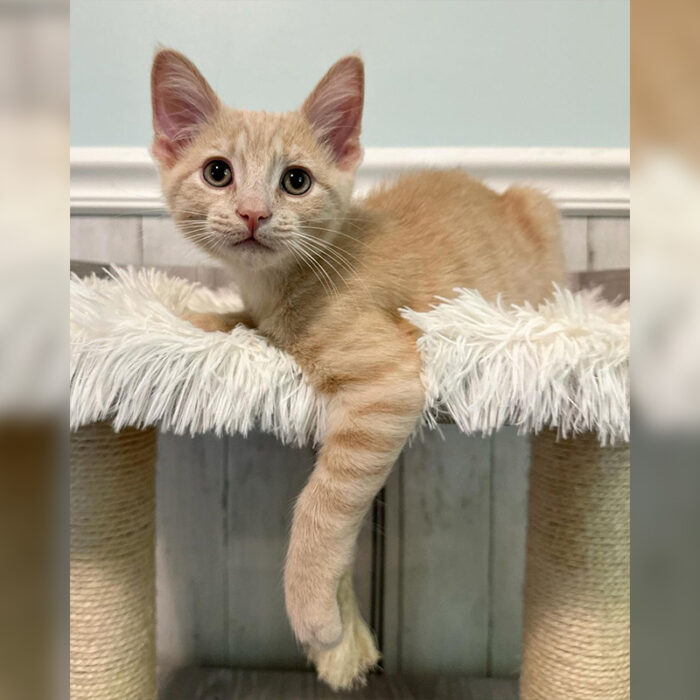 Buff Kitten's Cuteness is 'Too Much' for Experienced Foster Mom