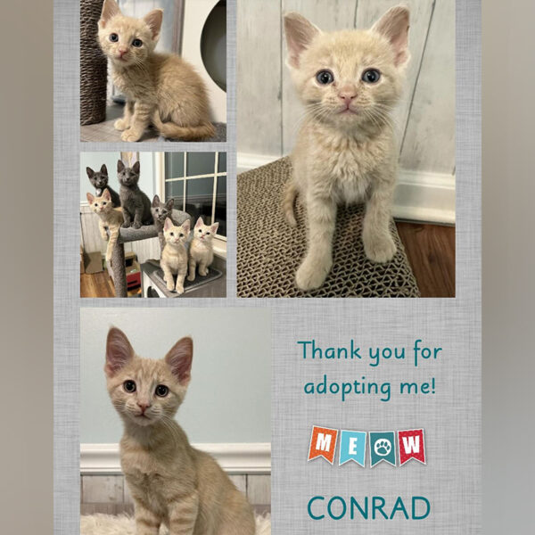 Buff Kitten's Cuteness is 'Too Much' for Experienced Foster Mom