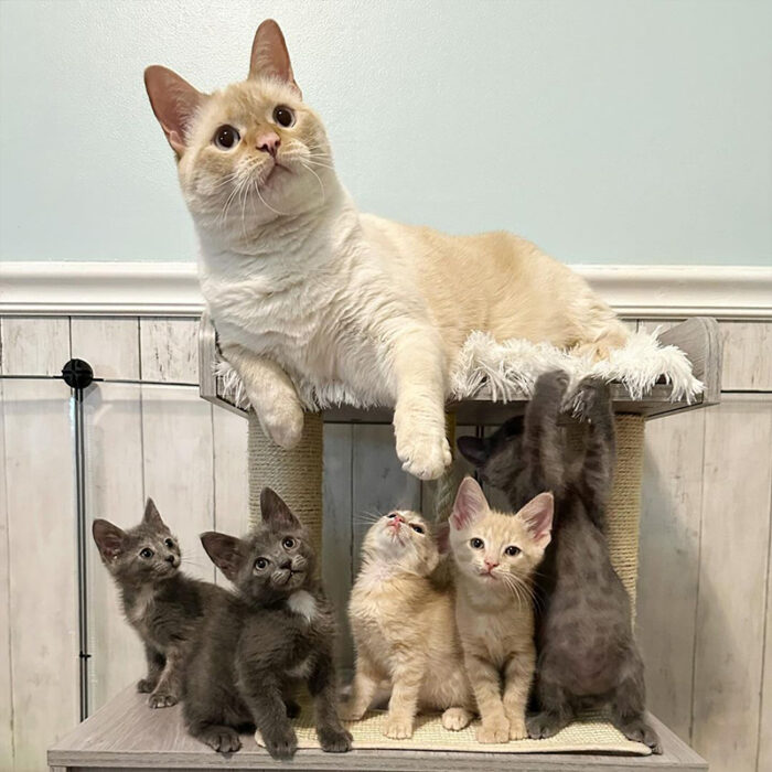 Buff Kitten's Cuteness is 'Too Much' for Experienced Foster Mom