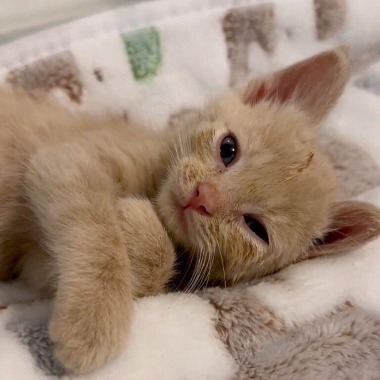 Buff Kitten's Cuteness is 'Too Much' for Experienced Foster Mom