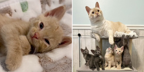 Buff Kitten's Cuteness is 'Too Much' for Experienced Foster Mom