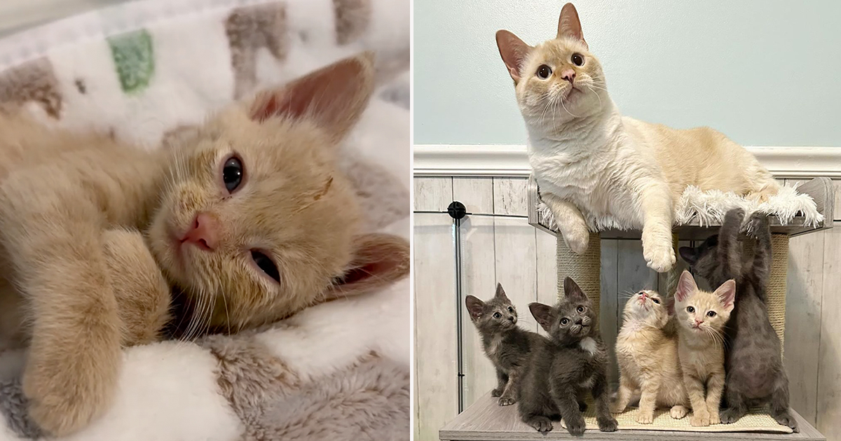 Buff Kitten's Cuteness is 'Too Much' for Experienced Foster Mom
