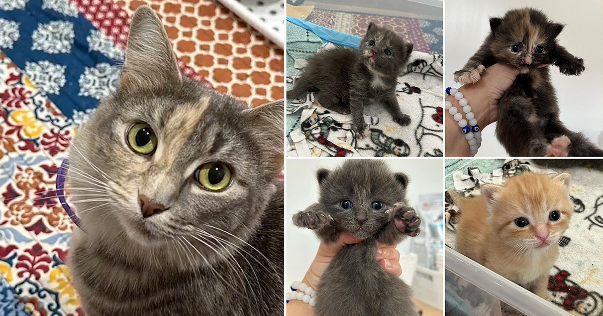 Kittens Cute as Ladybugs Fly Away Home Thanks to Foster Mom