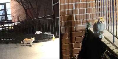 Colony Cat Rescuers Get a Priceless Reward When Cat Appears