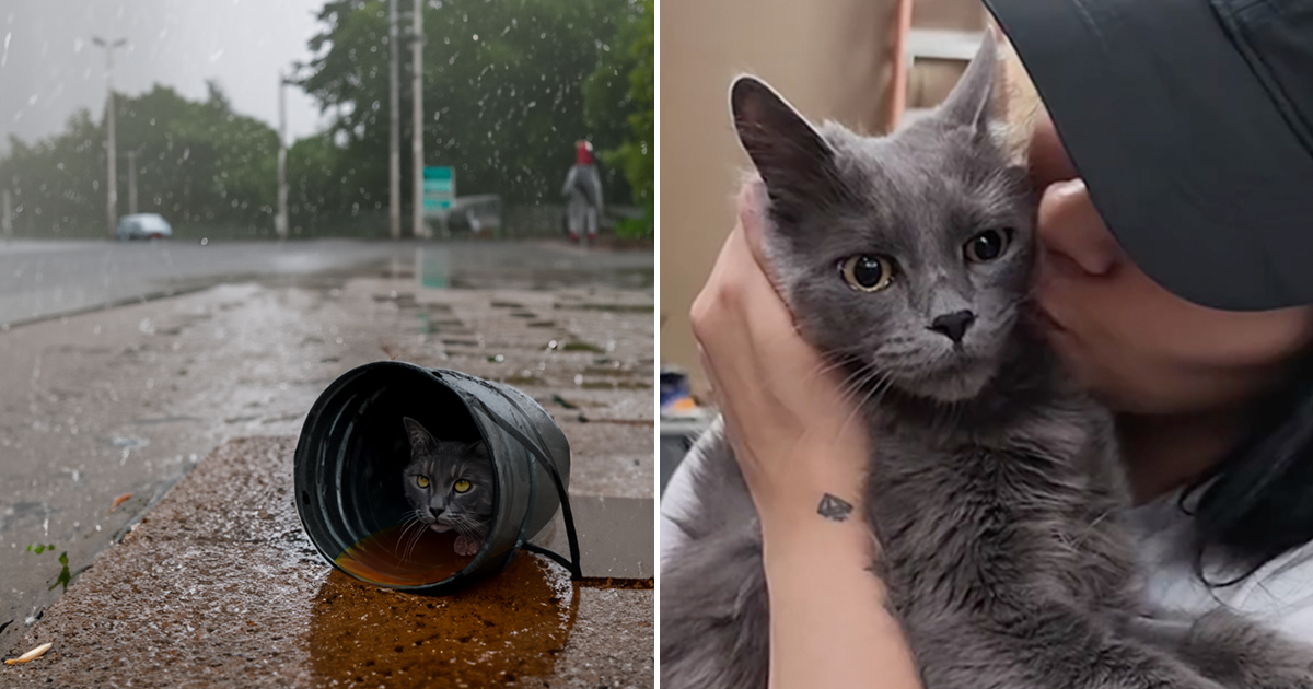 Sweet Cat Rescued Sheltering in a Bucket During a Rainstorm - Cole ...