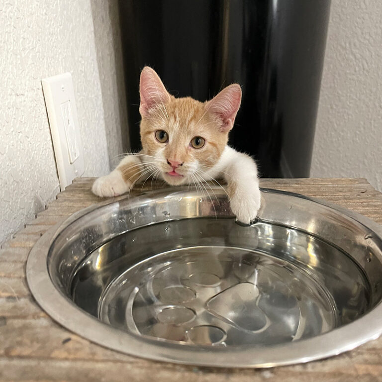 Hashbrown the Kitten Has Serious 'Orange Cat Vibes'