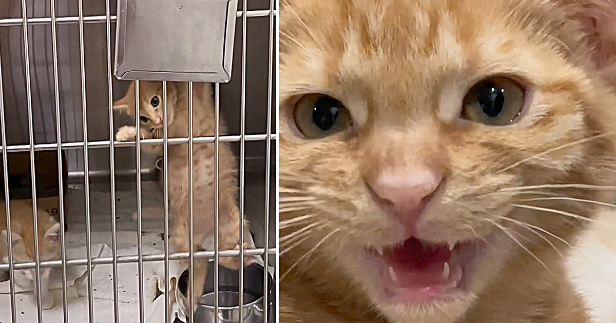 Hashbrown the Kitten Has Serious 'Orange Cat Vibes'