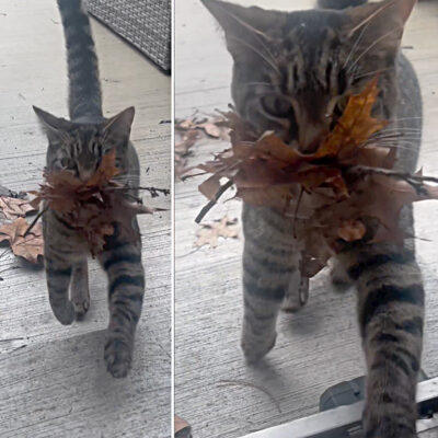Tabby Turns Over a New Leaf to Thank Her Chosen Humans Daily - Cole ...