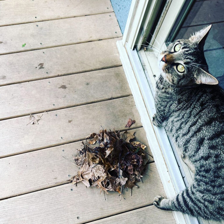 Tabby Turns Over a New Leaf to Thank Her Chosen Humans Daily - Cole ...