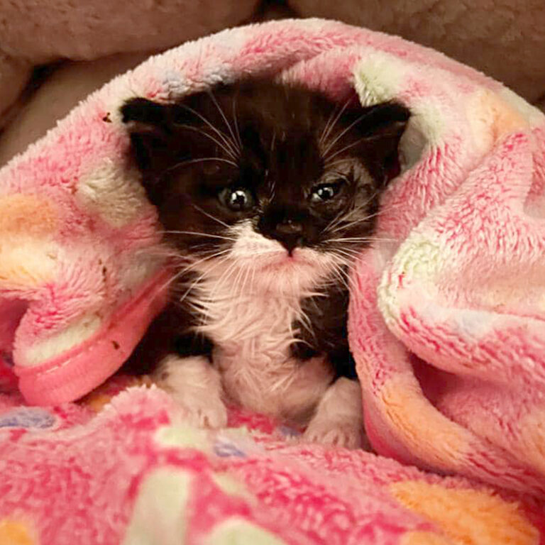 'Munchkin' Kitten Bunny Hops Into a Loving Home After Therapy